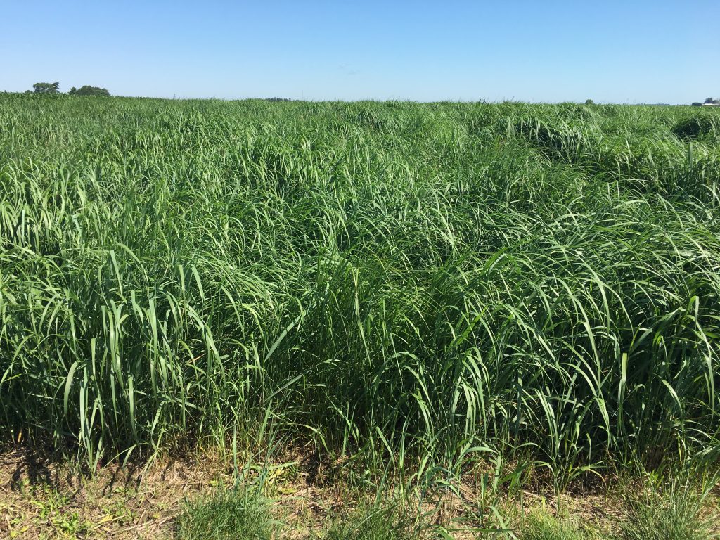 Switchgrass - Wisconsin Integrated Cropping Systems Trial